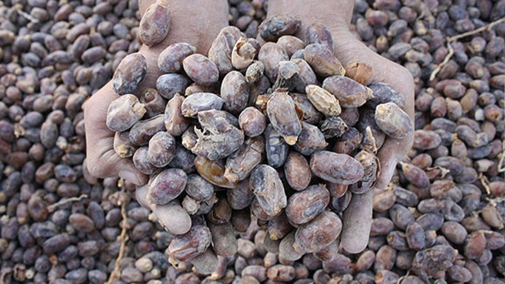 ترش شدن خرما، از علت تا راه‌های جلوگیری از آن - زرین خرما